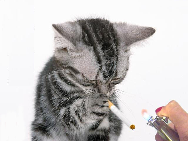 Healthy Pet Veterinary Services: Smoking may be hazardous to your pet's ...