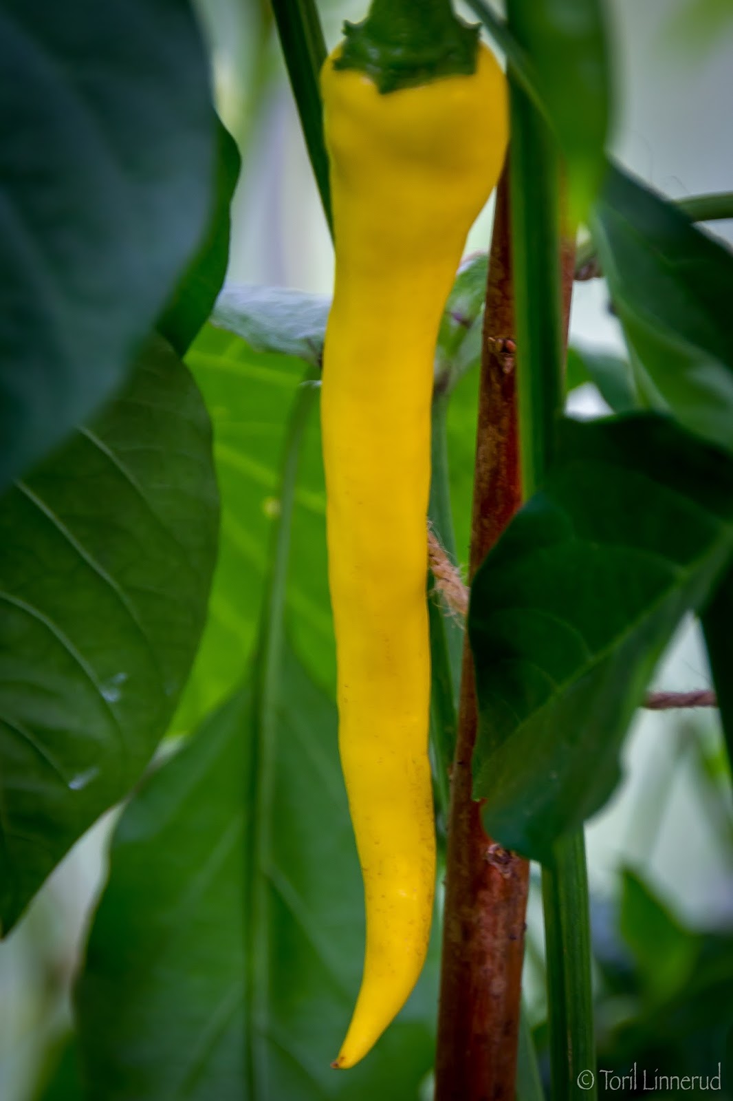 Torils garden: Chili - jeg? Javisst! Golden Cayenne beriker - og utfordrer!