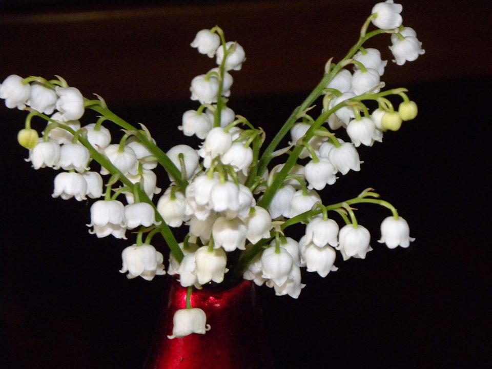 Nieuws Heusden-Zolder Alles wat leeft en gebeurt: Meiklokjes schenken ...