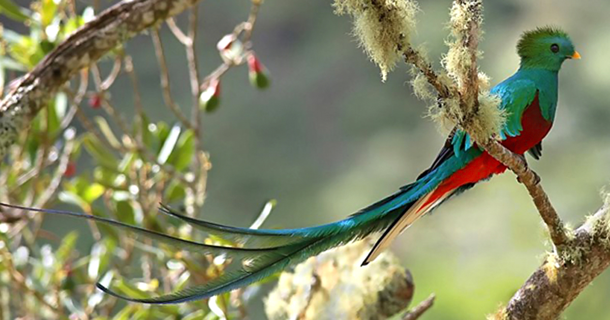 Revista Jícara: El Quetzal