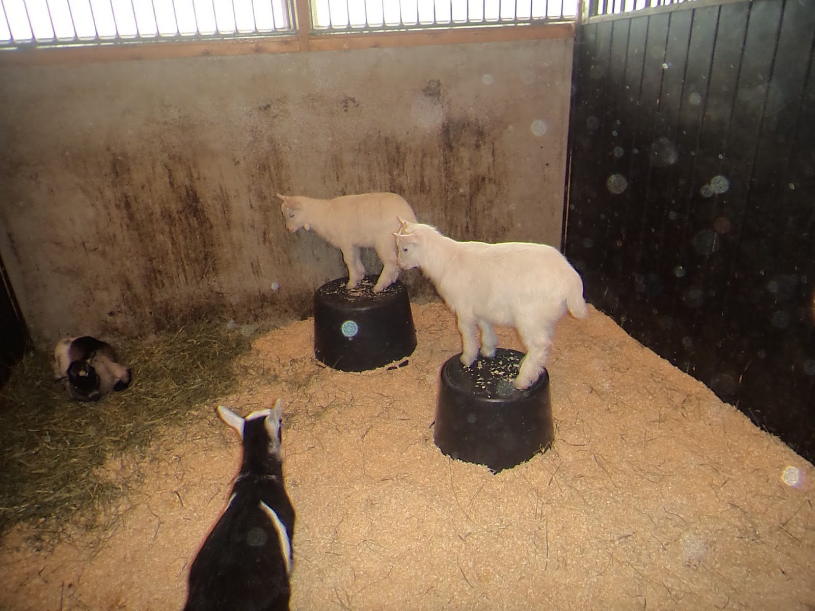 Barnas Hus: Eggen Gård