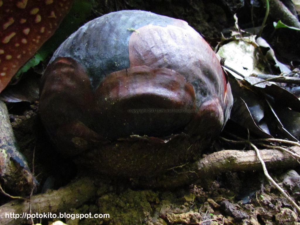 Gallery of Bengkulu - Indonesia: A Close Up views of the newest ...