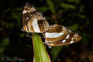 WILD TROPICAL QUEENSLAND: Butterflies