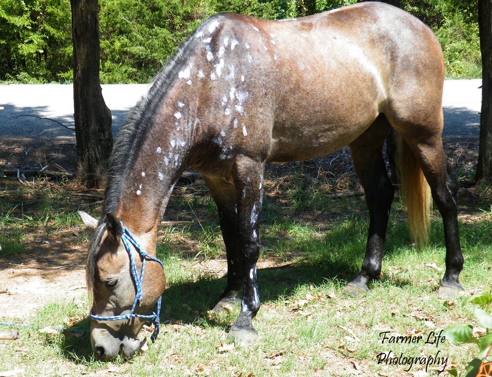 Equestrian Journey: Neem Oil (plus super speshul white spotted Friesian ...