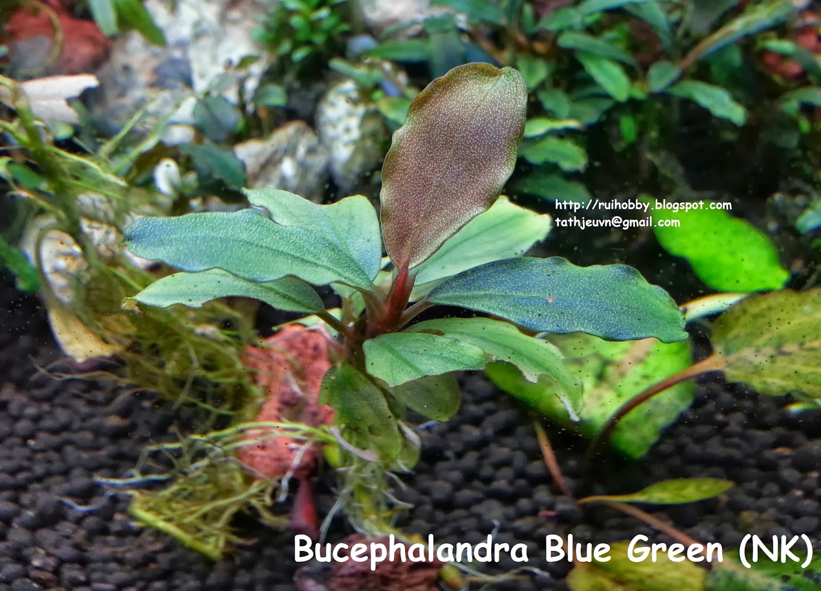 Rui's Hobby - Bucephalandras: Bucephalandra Blue Green (NK)