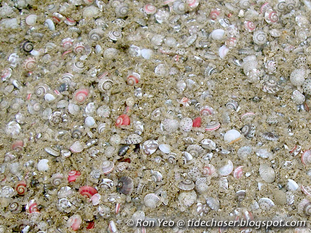 tHE tiDE cHAsER: Top Shells (Phylum Mollusca: Family Trochidae) of ...