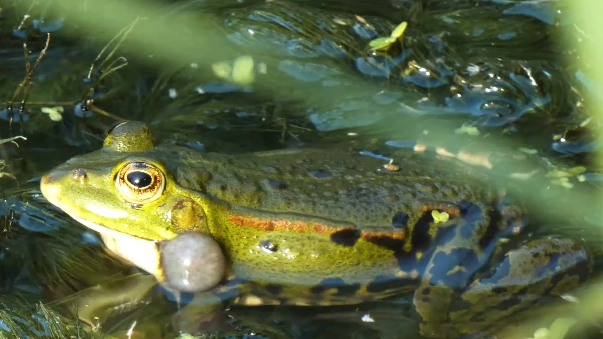 Natuurnotities Monique Smulders: De groene kikker is een moeilijk geval