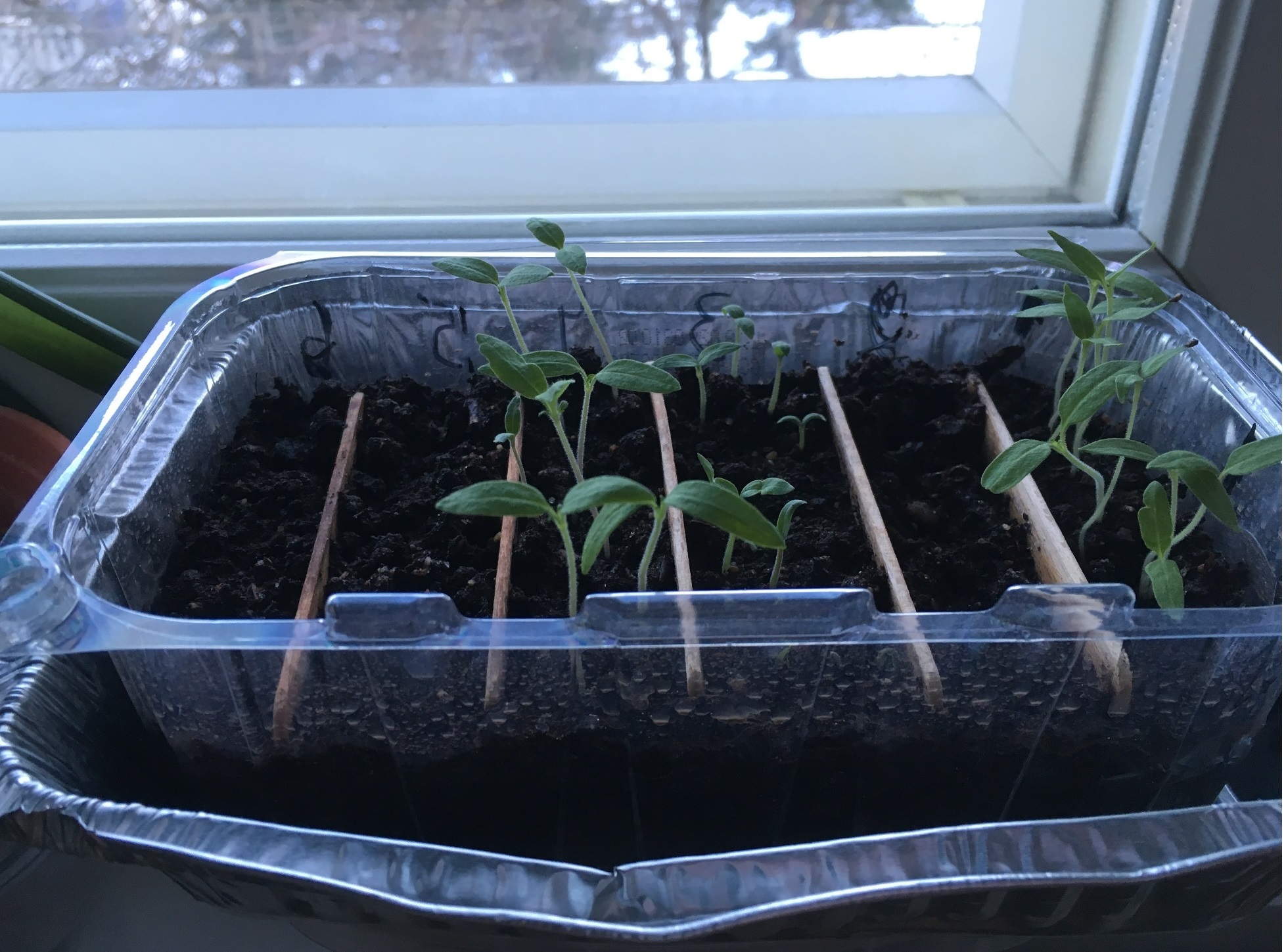 Annen Allakka: Nyt kylvetään tomaatin siemenet