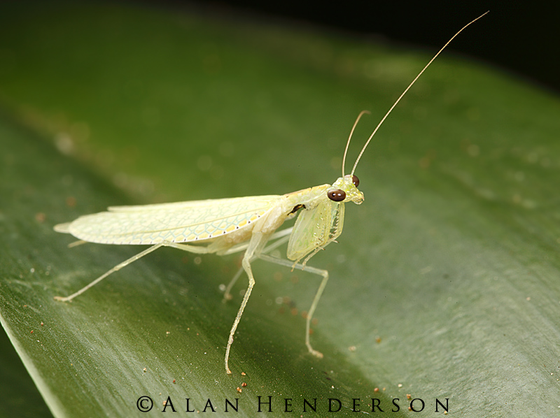 Minibeast Wildlife - Rainforest Encounters: Net-winged Mantids