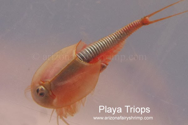 Triops, The 350 Million Years Old Species - For Fum And Interesting ...