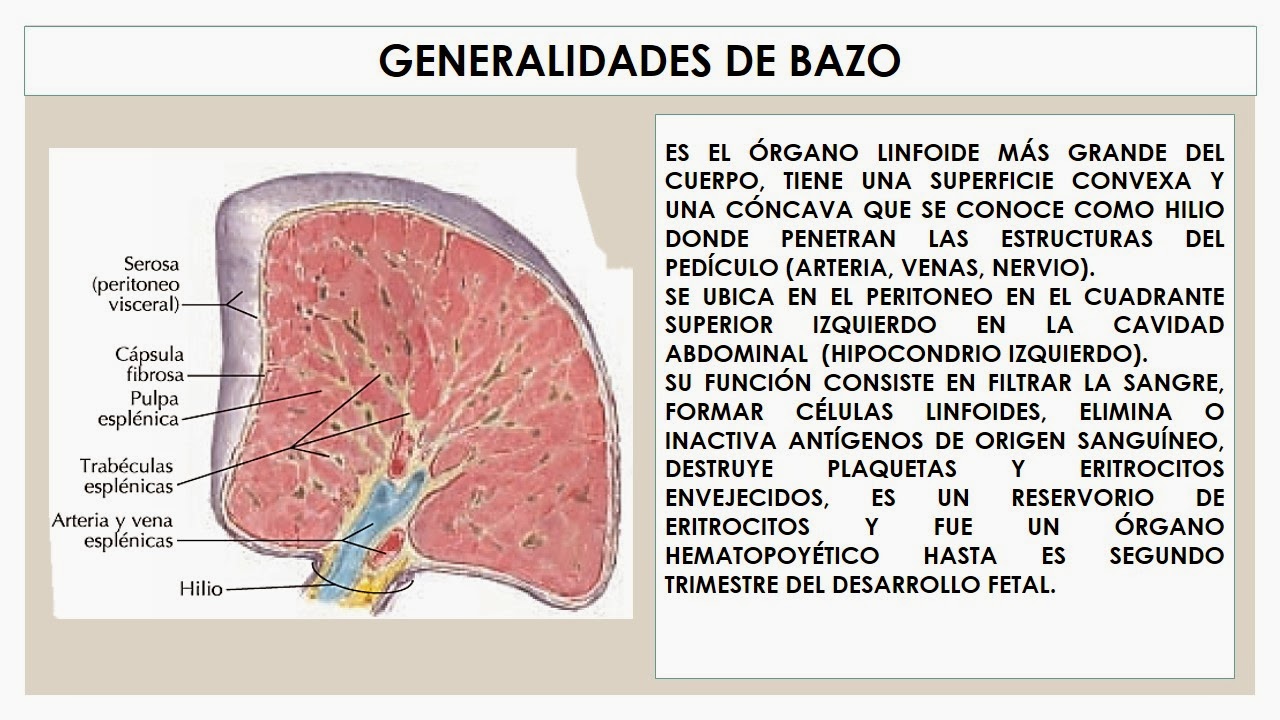 TEMAS MÉDICOS: HISTOLOGÍA DE BAZO