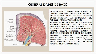 TEMAS MÉDICOS: HISTOLOGÍA DE BAZO