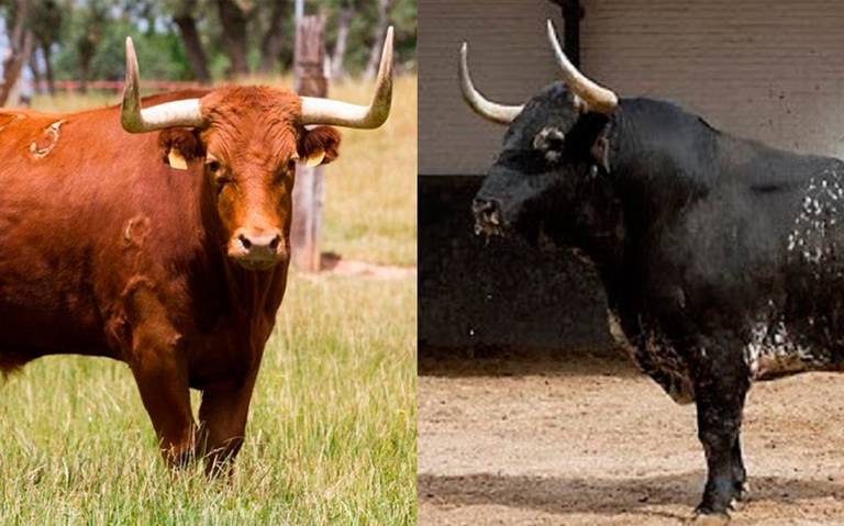 Enrique Romero: Castas del toro bravo