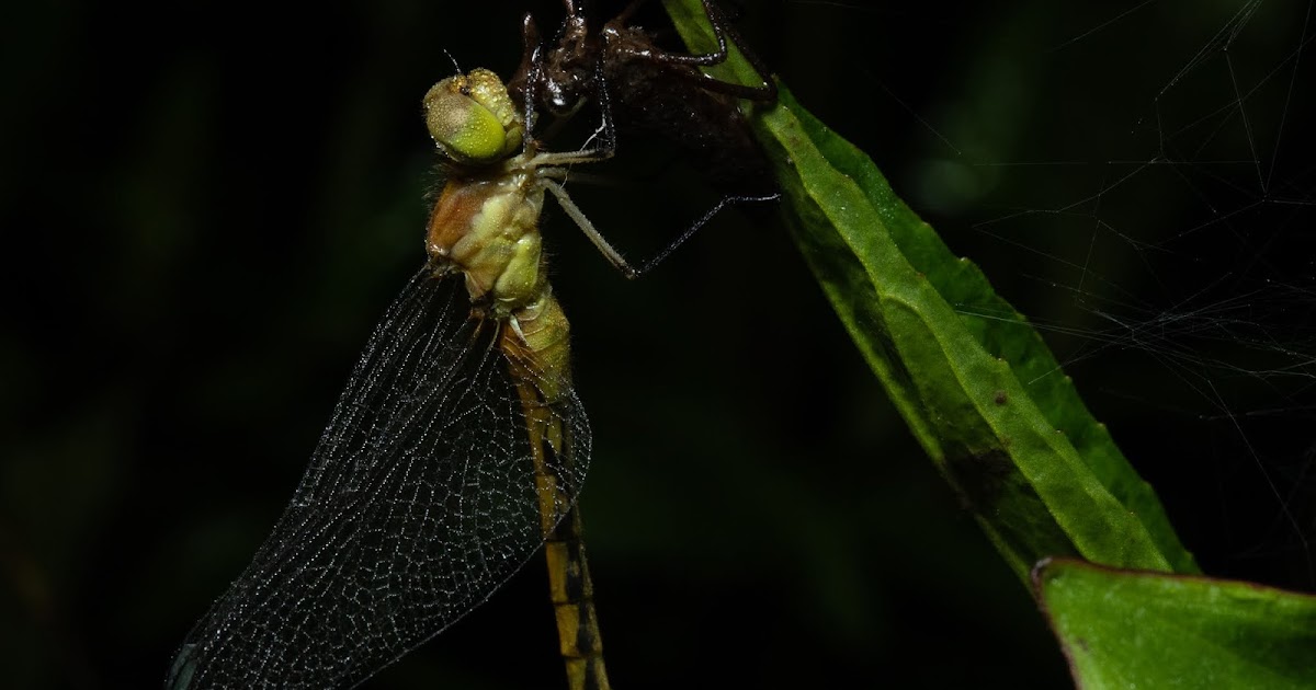 Dragonfly Transformation!