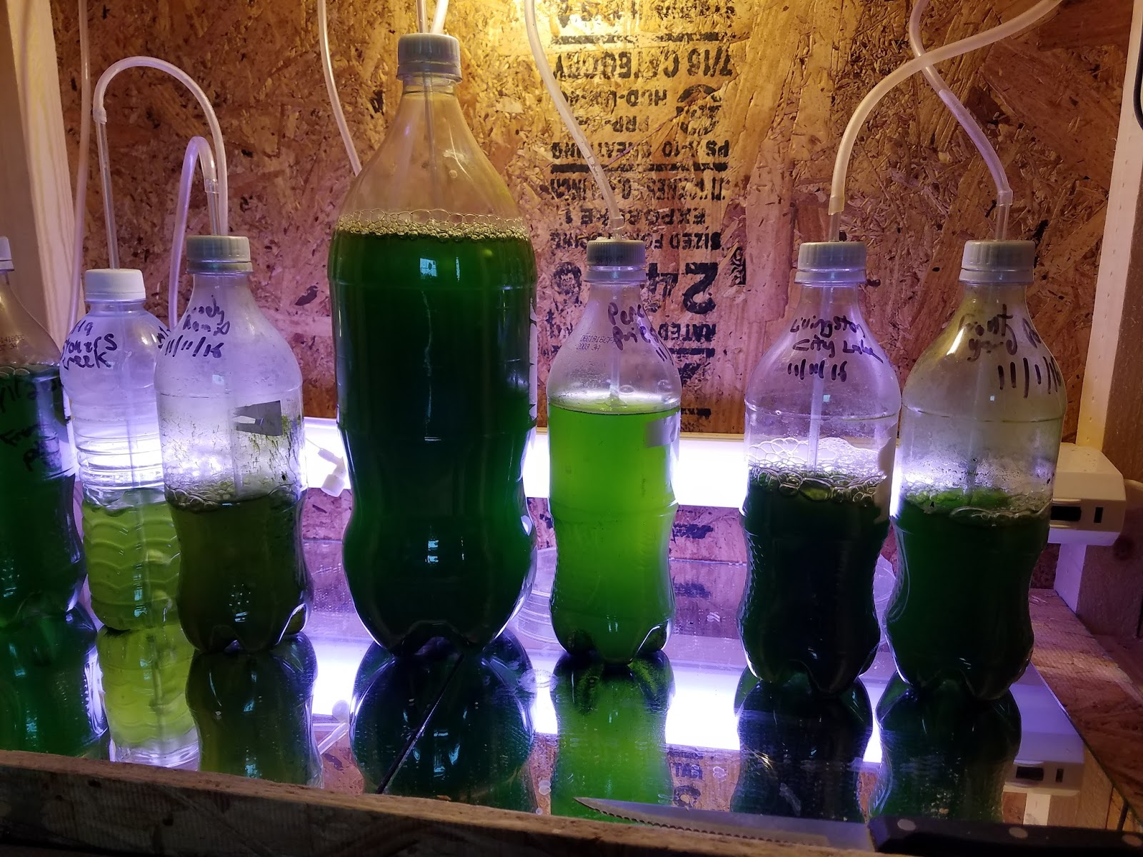 Amateur Algae culturing and cultivation : FY11012016 Front Yard Algae ...