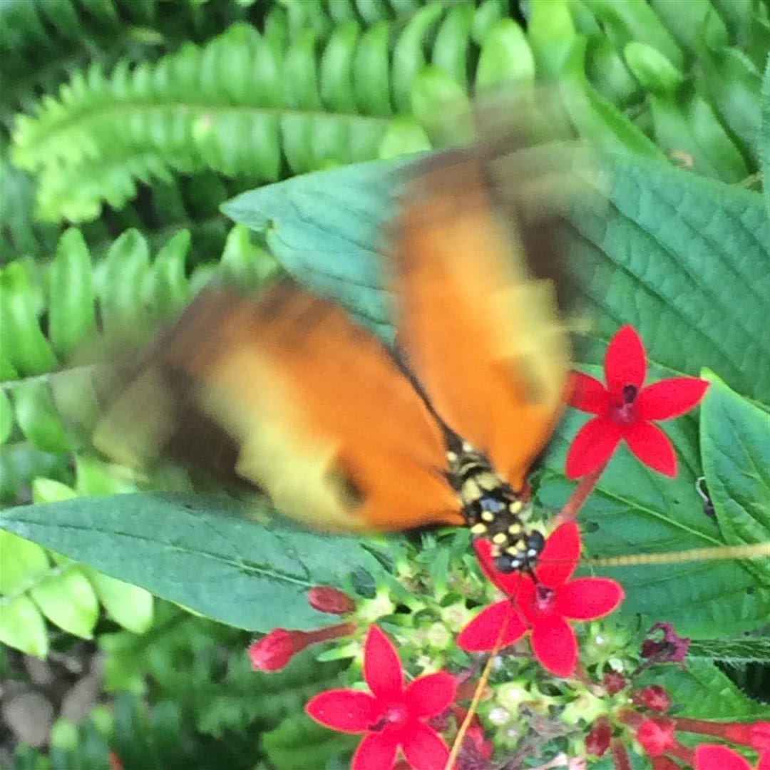 emuse: Butterflies at the botanic garden
