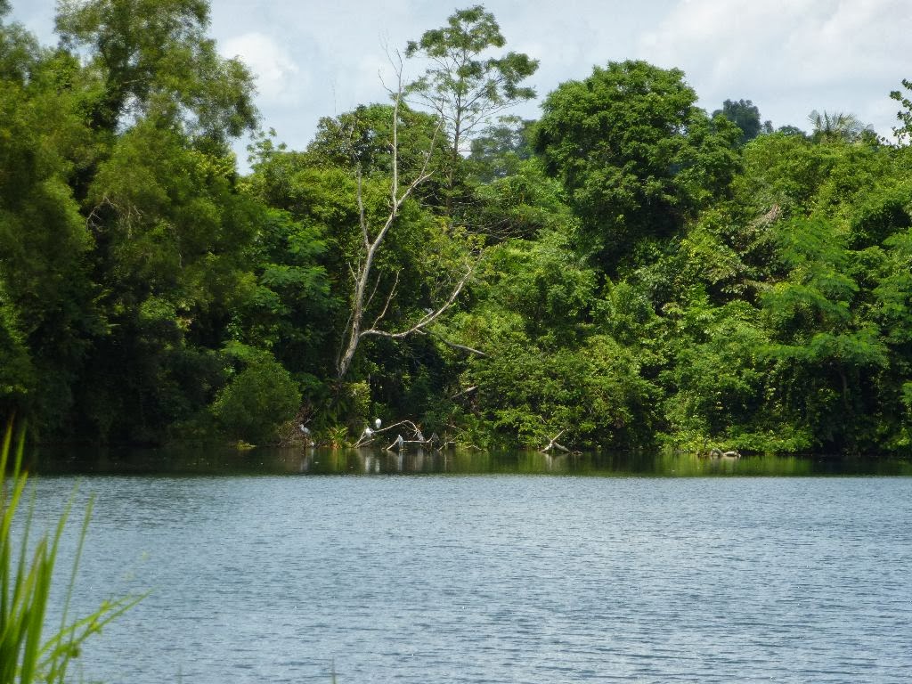 Singapore Walking Routes: Chek Jawa at Pulau Ubin