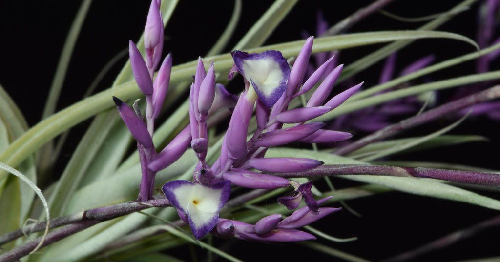 Tillandsia straminea care and culture | Travaldo's blog