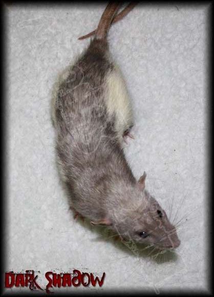 ANTONIO-LOZANO: Colores de las ratas