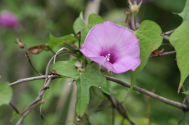 Native Florida Wildflowers: 2019