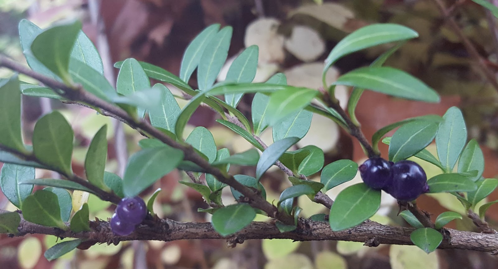 REWinn: Tiny Berries