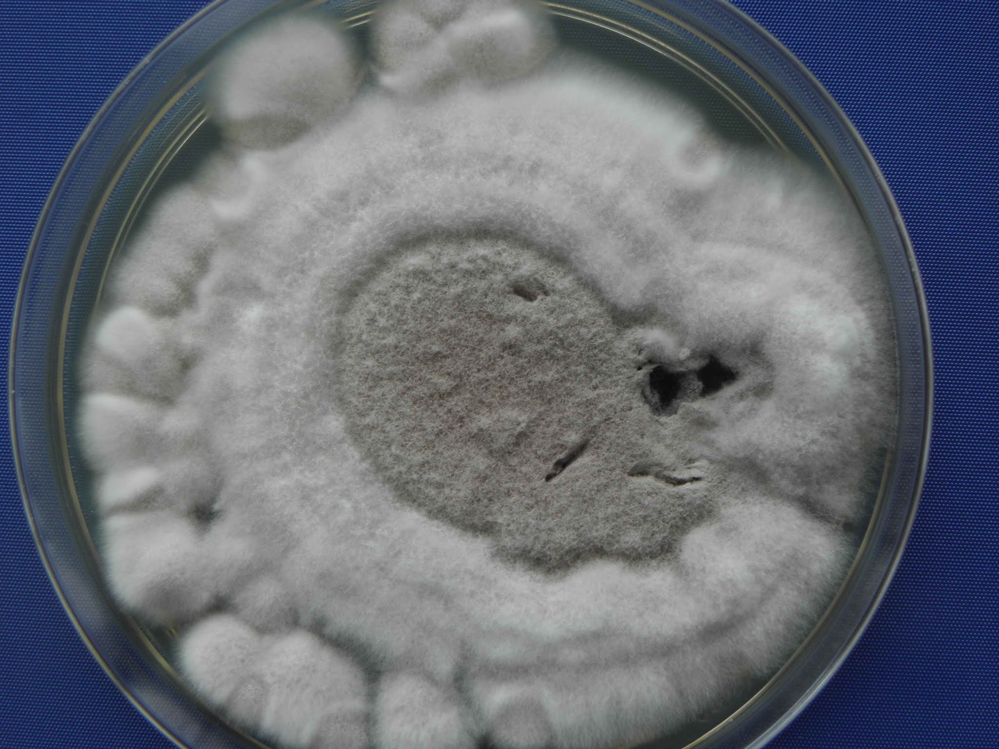 ATLAS MICOLOGIA: PAECILOMYCES LILACINUS