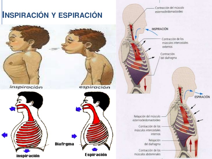 Aprendiendo en chándal: CUIDAMOS NUESTROS PULMONES