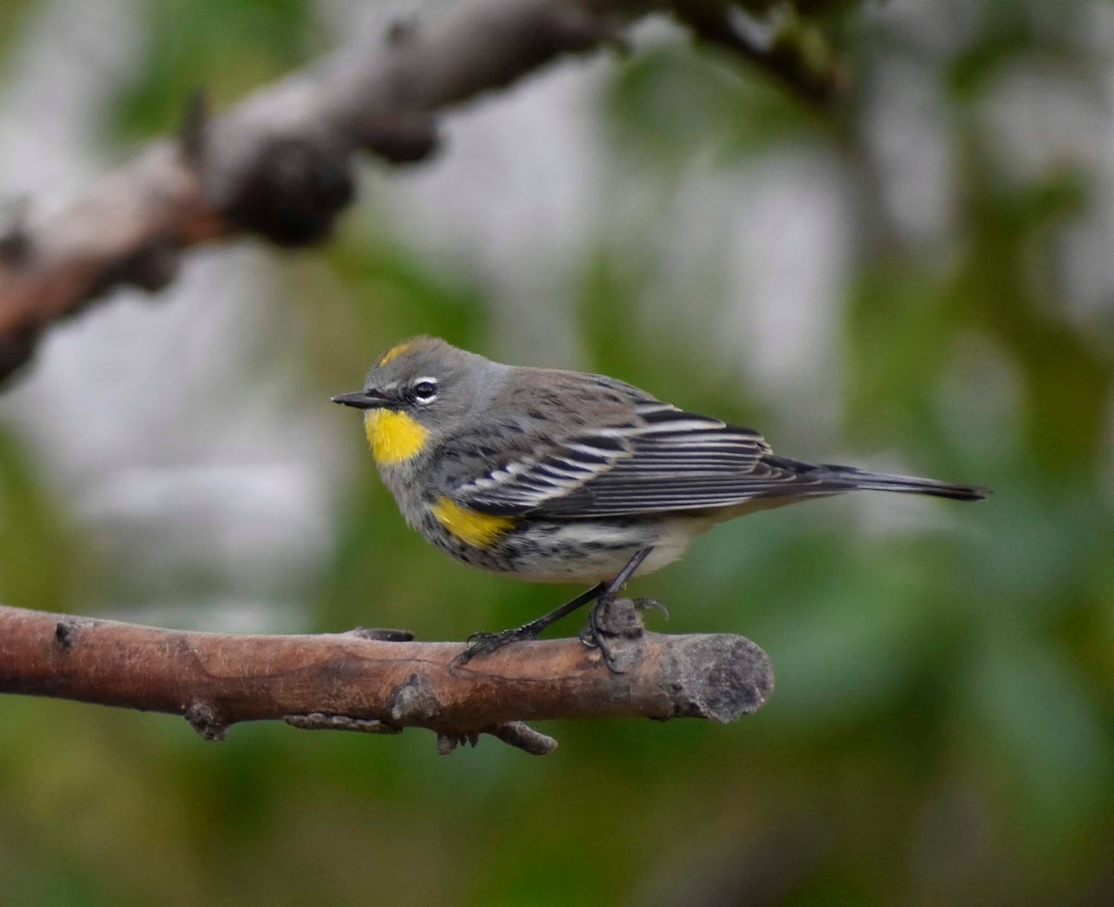 Oregon Backyard Birds, etc.: Bright Yellow in Winter