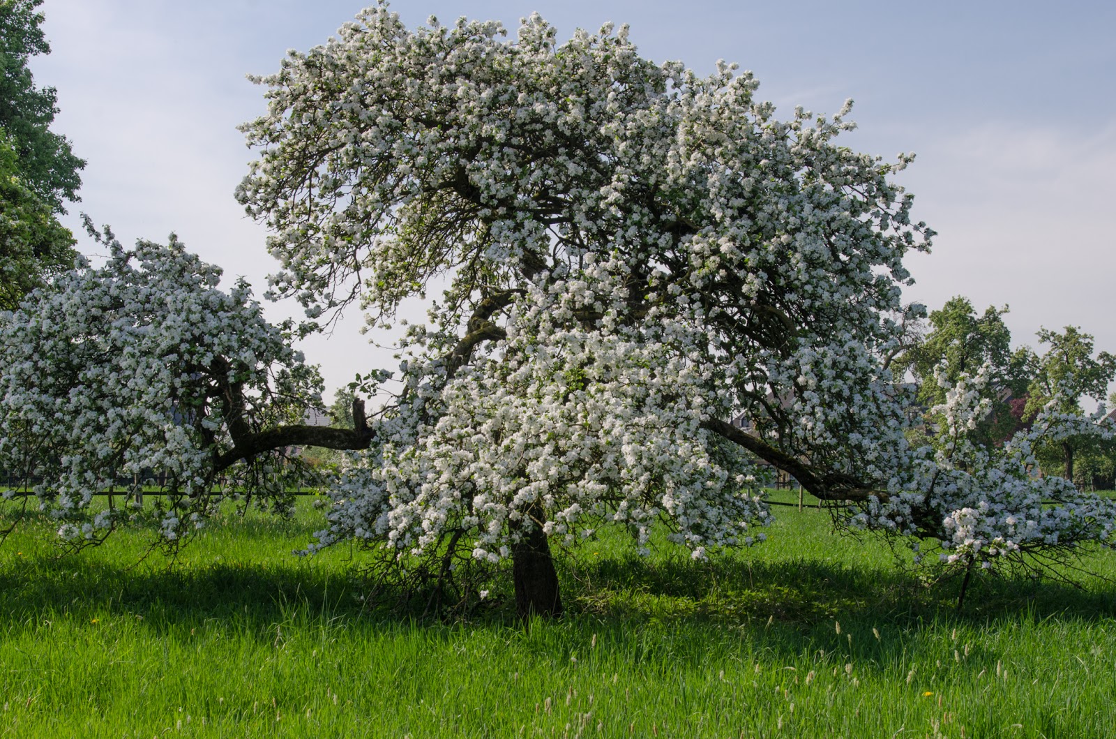 Malus domestica - ein alter Apfelbaum