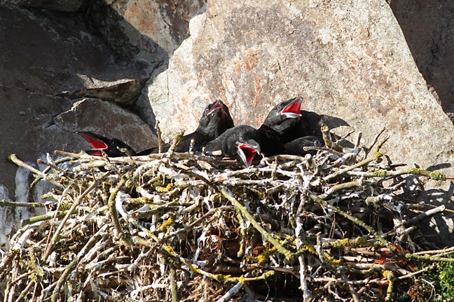 Bag a Wild One: Barn Owl and Raven