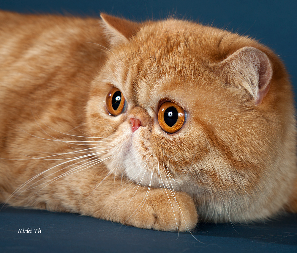 S*Atitza's Perser & Exotic: IC S*Atitza's Red Heylee