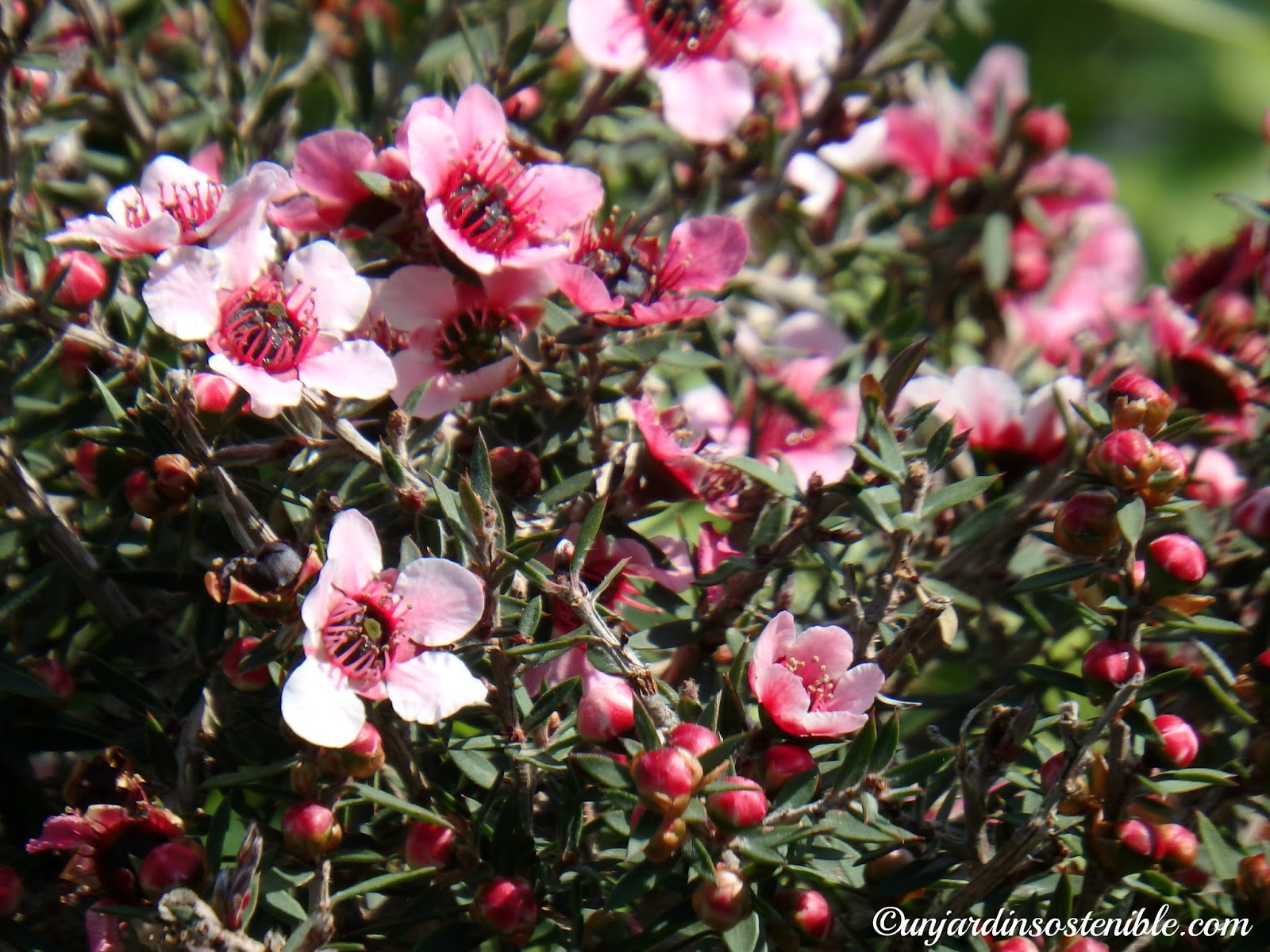 Leptospermum scoparium (Leptospermo, Leptospermum etc)