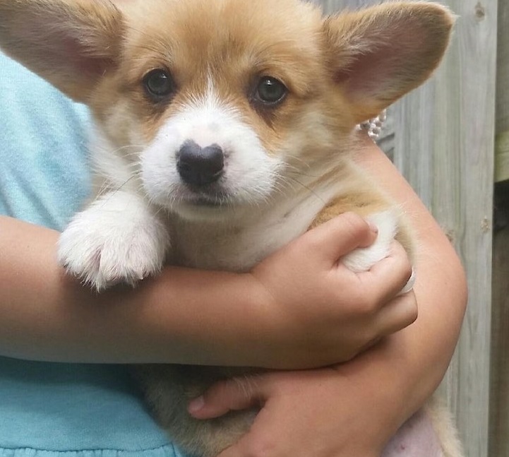 This Super-Friendly Corgi Loves Giving Hugs To His Favorite Dogs on Walks