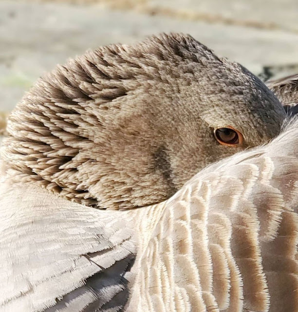 All About Goose Eyesight - Fresh Eggs Daily® with Lisa Steele