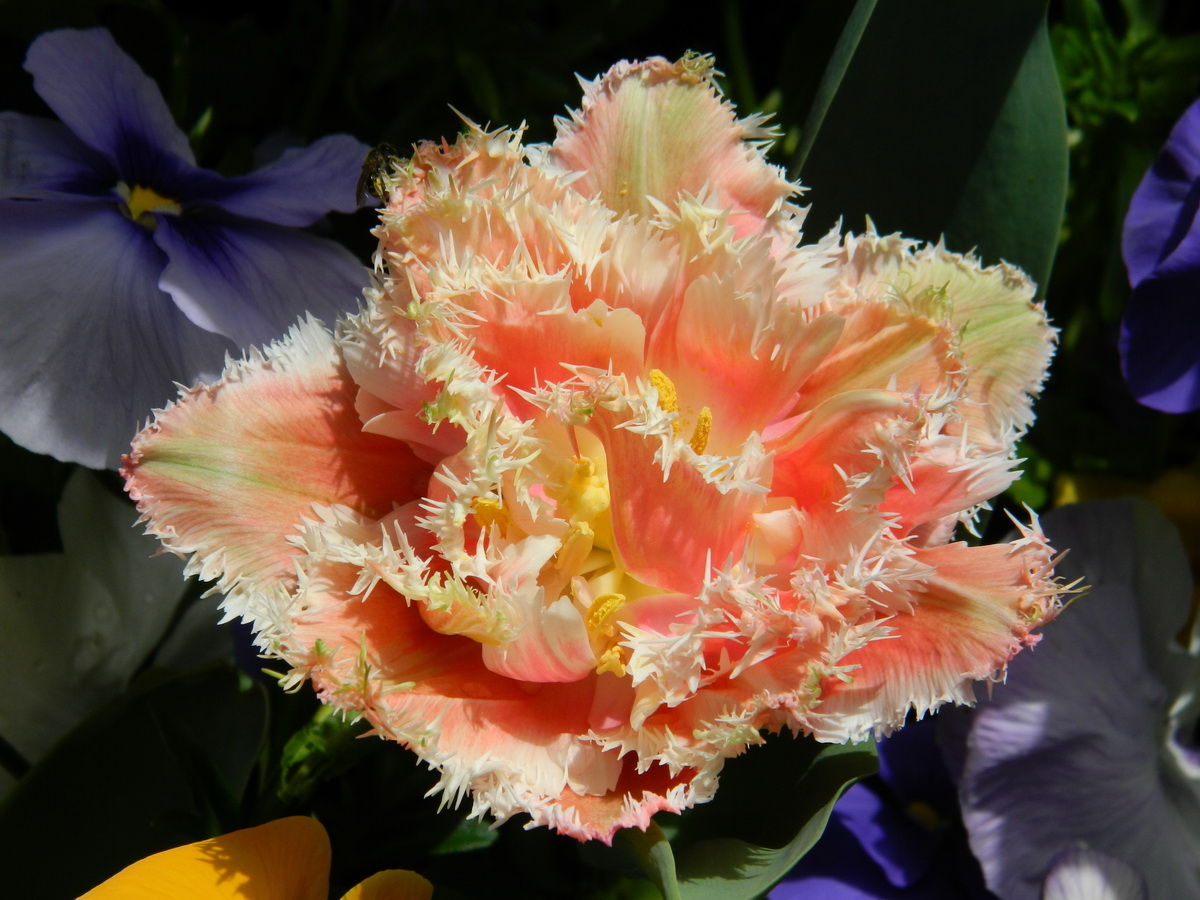 LA MULTI ANI, ROMANIA!: Lalele crete