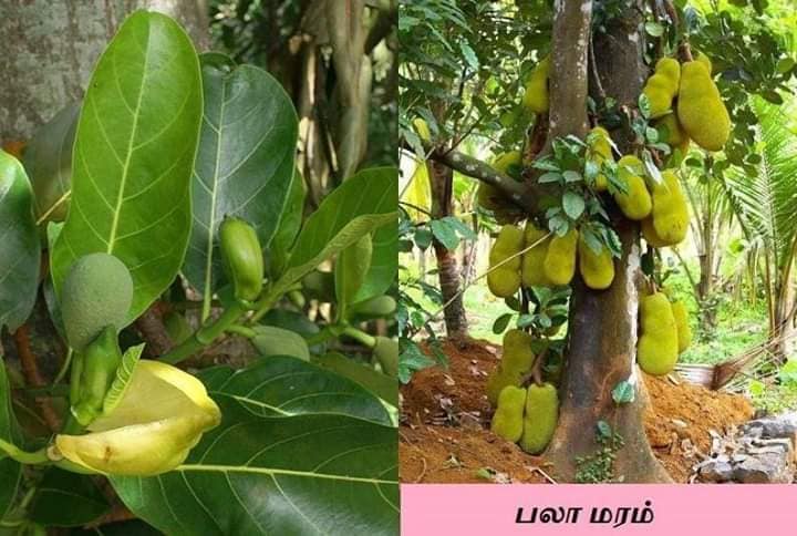 Trees- Banyan, Arasan, Bamboo, Jack, Nochi, Karuvel, Kodukka, Tamrid, neem