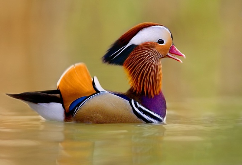 A Collection of Interesting Stuff: Most Beautiful and Rarest Birds in ...