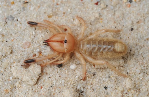 Araña camello o solífugo (Solifugae)