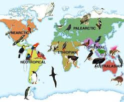 Distribution of flora and fauna in the world - Blog for Learning