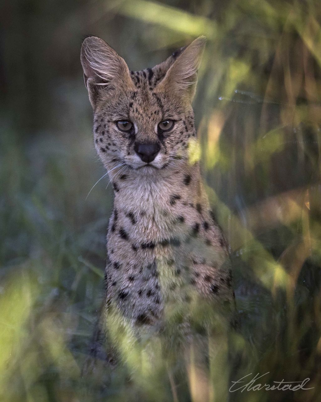 Elsen Karstad's 'Pic-A-Day Kenya': Serval Cat, Masai Mara Kenya