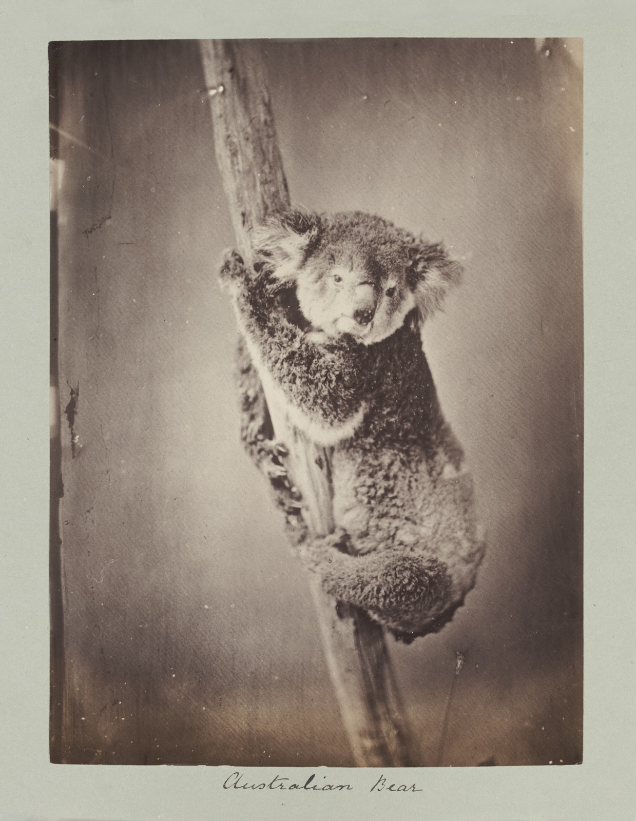 Casey Cardinia - links to our past: Koalas at Yannathan