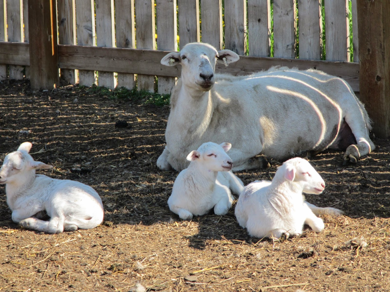 AVERY's KATAHDIN SHEEP