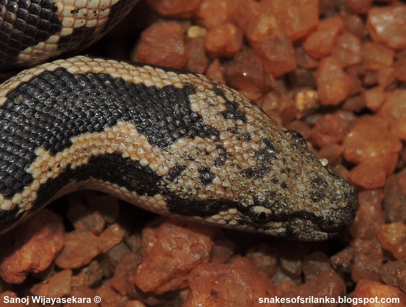 Common Sand Boa/වැලි පිඹුරා (Eryx conicus-Schneider, 1801)