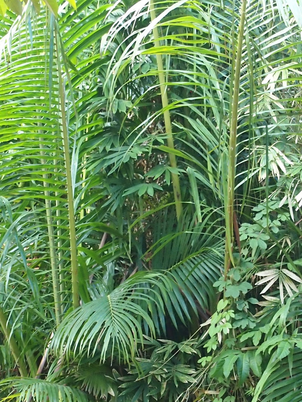 Panen Sagu dan Nikmatnya Papeda di Maluku | Sharing Books Library