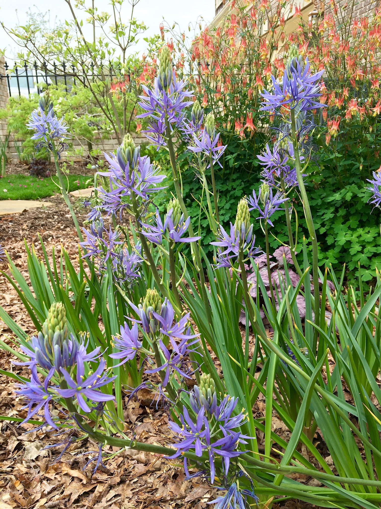Native Bulbs for the Spring Habitat Garden