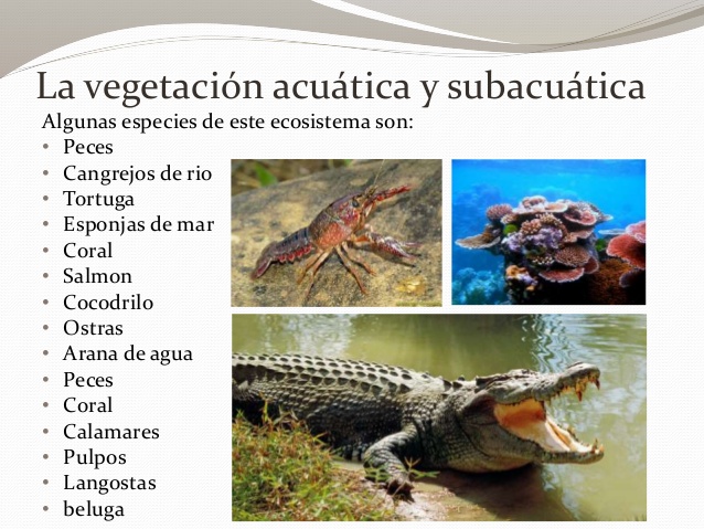 VEGETACION ACUATICA Y SUBACUATICA🐟