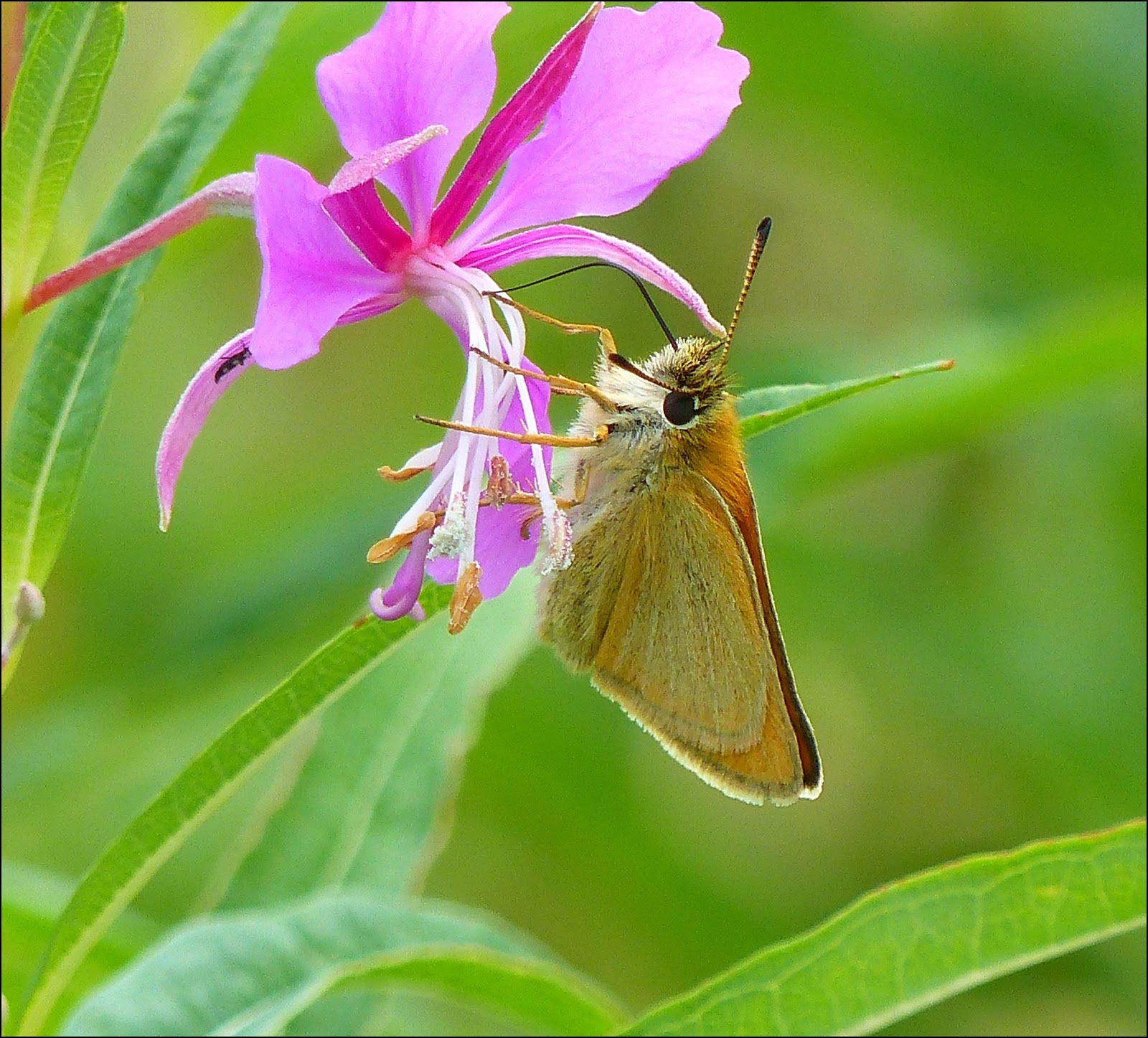 'Our' On-Line Diary: The Scarce Small Skipper Butterfly aka the Essex ...