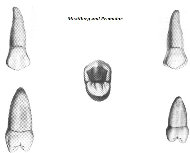 Dentistry lectures for MFDS/MJDF/NBDE/ORE: A Note on Dental Anatomy of ...
