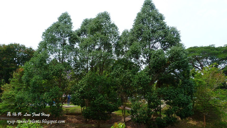 馬來西亞熱帶雨林: Hopea 坡壘屬