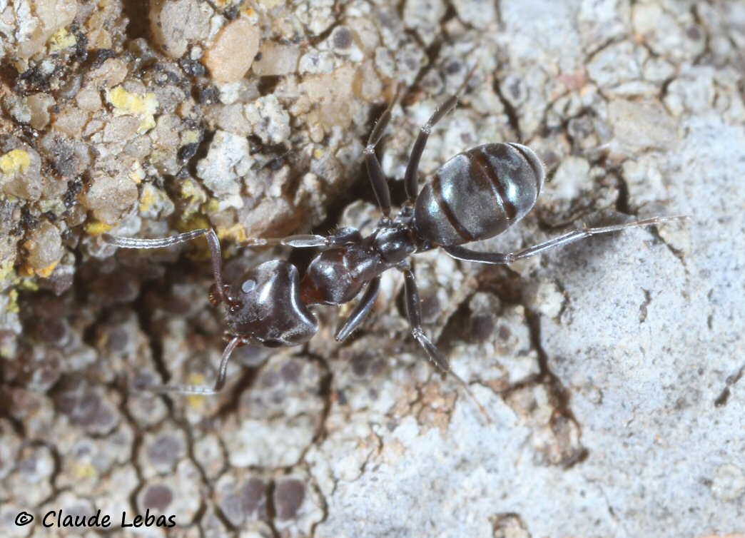 Fourmis d'Australie: Iridomyrmex rufoniger